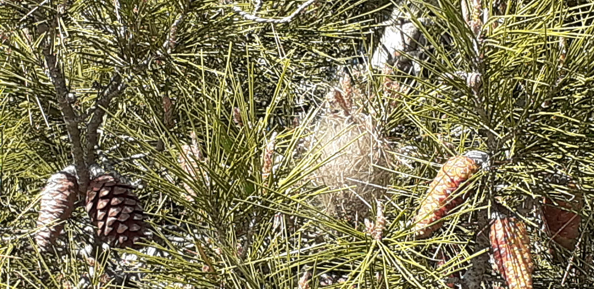 Processionary caterpillars on the march - News, Sport, Information ...