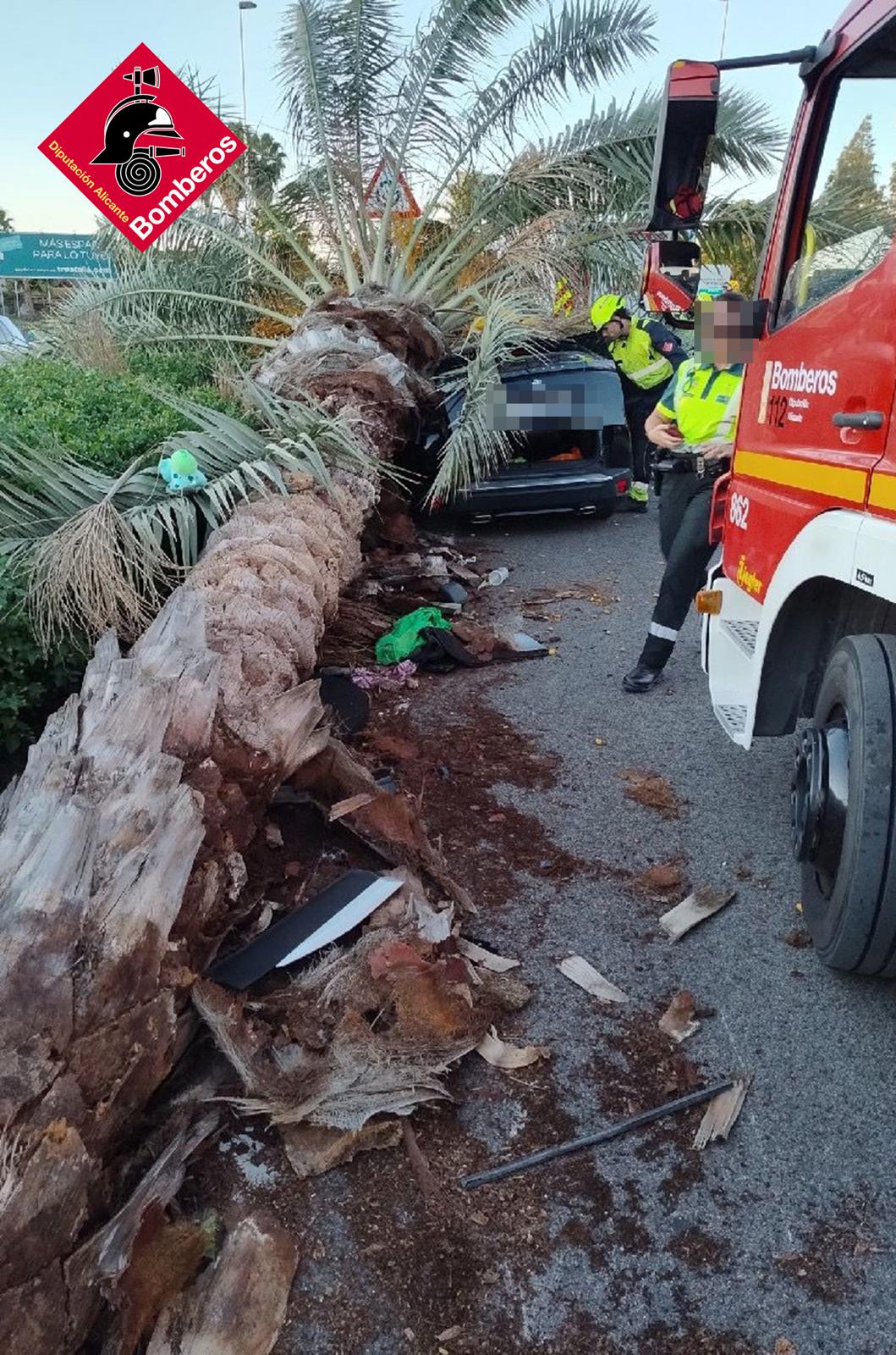 TORREVIEJA DRIVER KILLED BY FALLING PALM TREE INFESTED WITH DEADLY ...