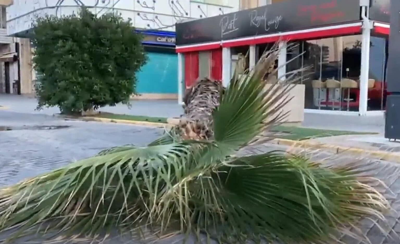 Safety fears grow as Another Palm Tree Collapses on Juan Aparicio ...