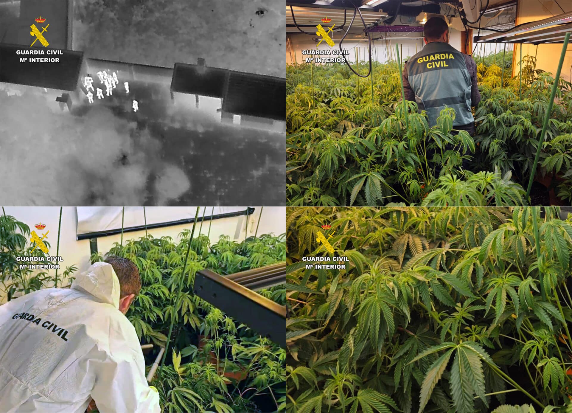 “High-tech weed lab busted in Torre Pacheco: 1,500 Plants Seized ...