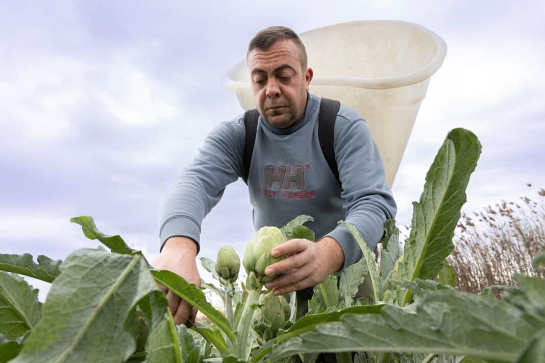 Vega Baja Artichokes Show Humans Are Smarter Than AI! - The Leader ...